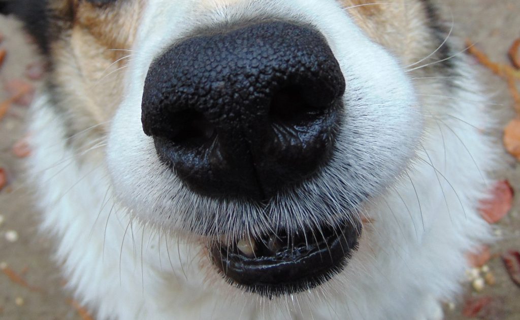 Känslig hundnos letade upp dieseltjuvar vid Snapparp - Tidningen PROFFS ...